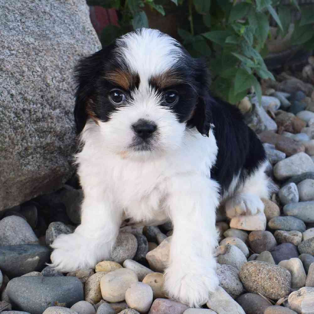 Cava Tzu Puppies for sale - Heart String Healthy Puppies