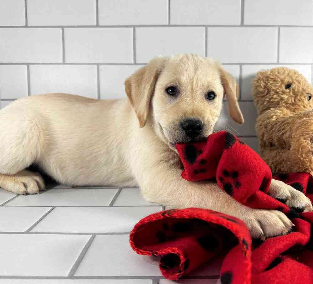 Labrador Retriever Puppy for sale - Heart String Healthy Puppies