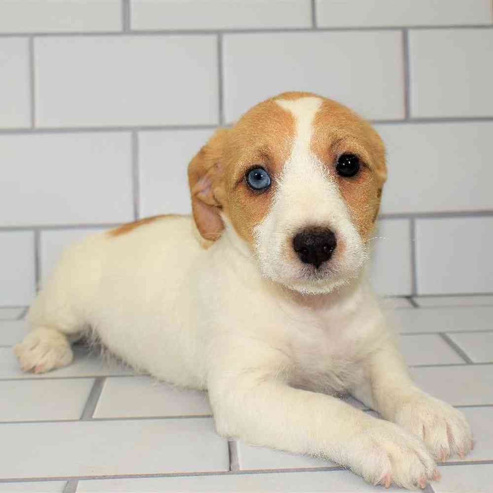 Jackapoo Puppies for sale - Heart String Healthy Puppies