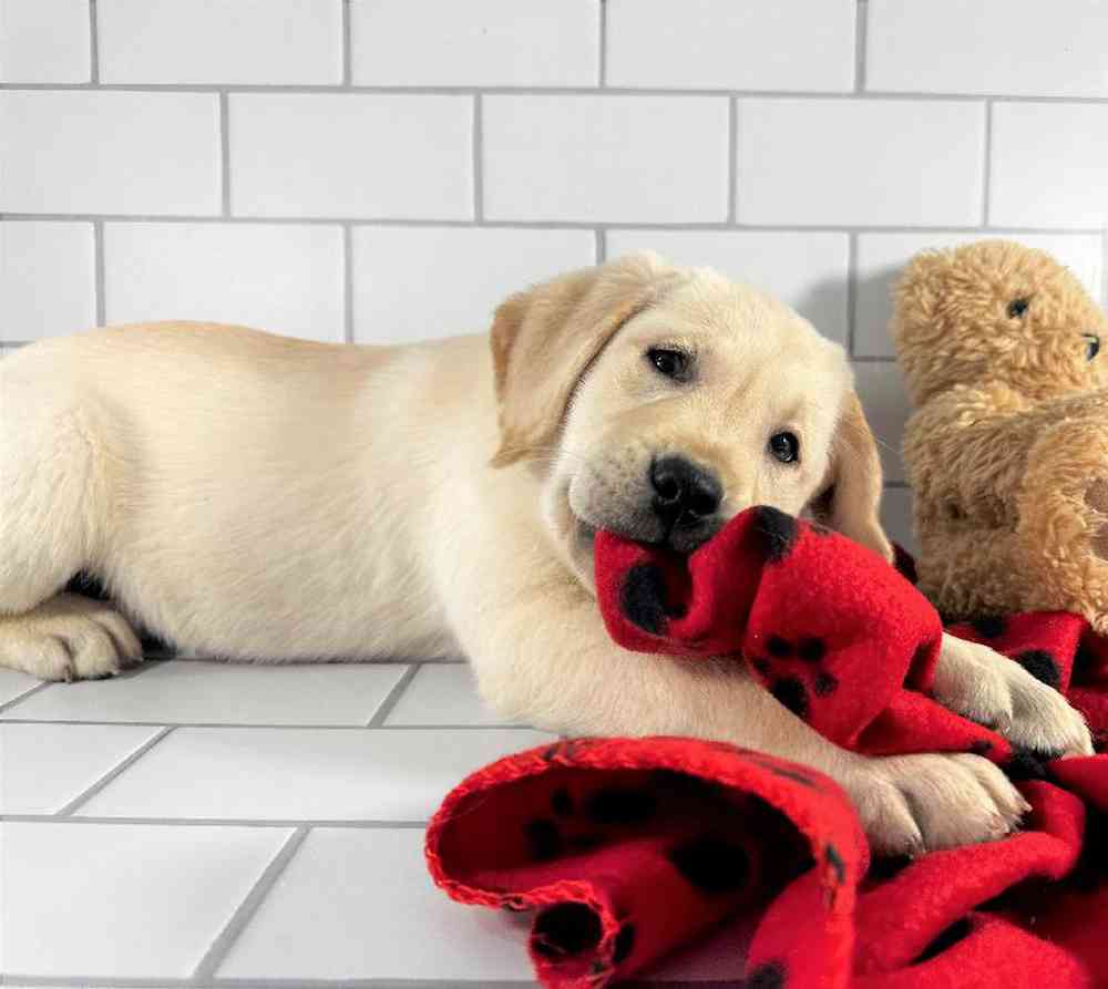 Labrador Retriever Puppy for sale - Heart String Healthy Puppies