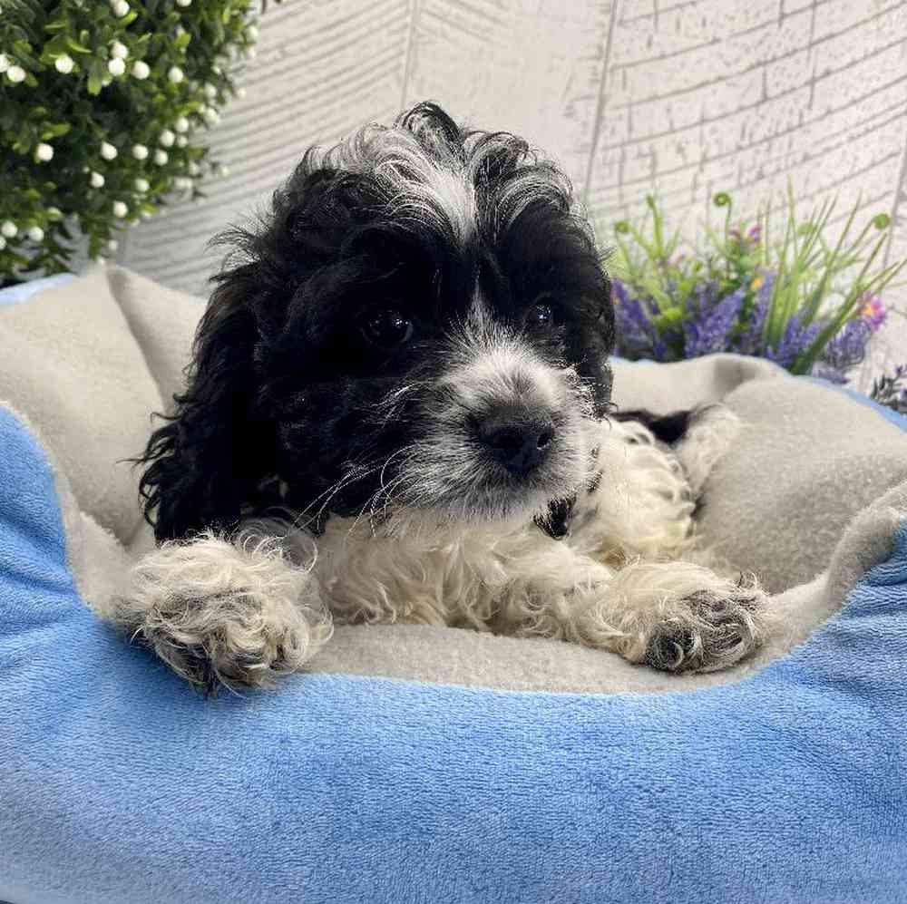 CockaChon Puppies for sale - Heart String Healthy Puppies