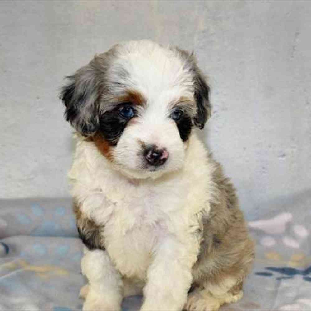 Mini Aussiedoodle Puppies for sale - Heart String Healthy Puppies